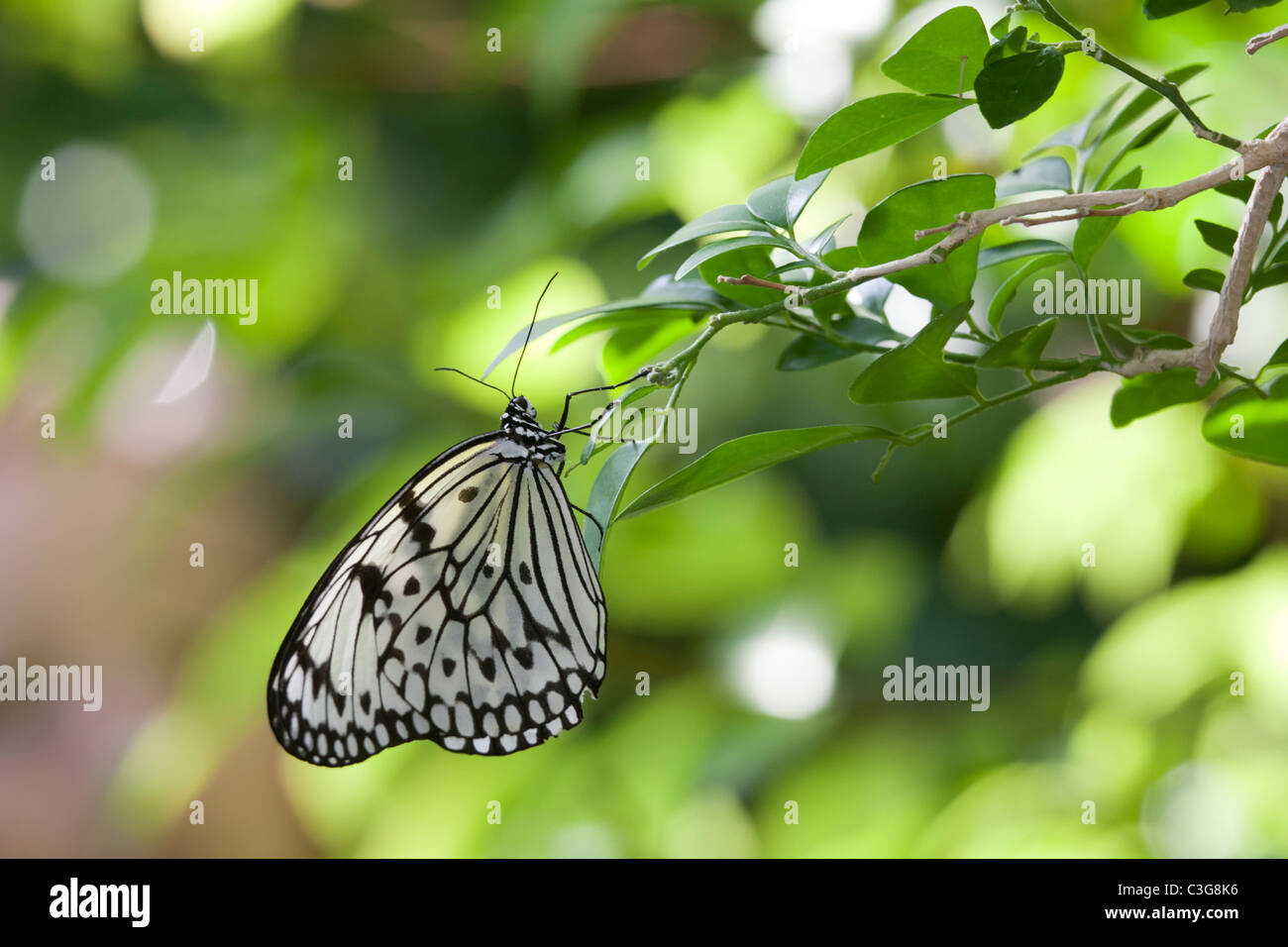 Paper Kite butterfly (Idea leuconoe Stock Photo - Alamy