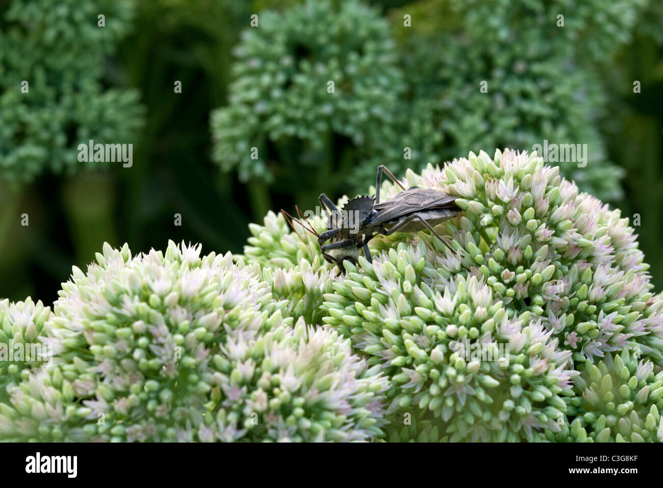 Wheel Bug (Arilus cristatus) on flower Stock Photo - Alamy