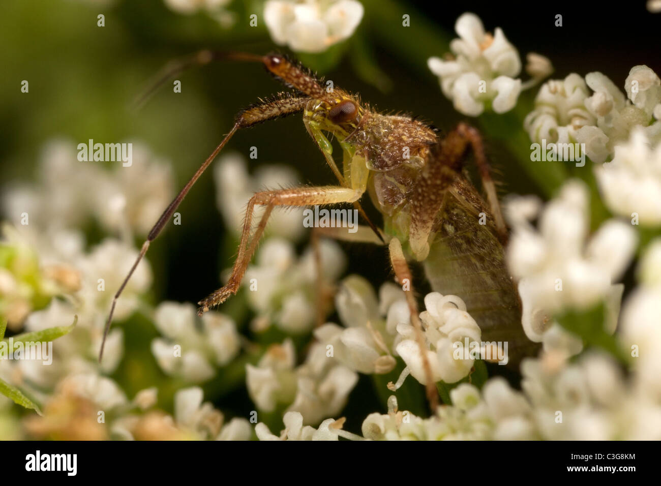 Damsel bug (Nabidae sp.) on flowers Stock Photo - Alamy