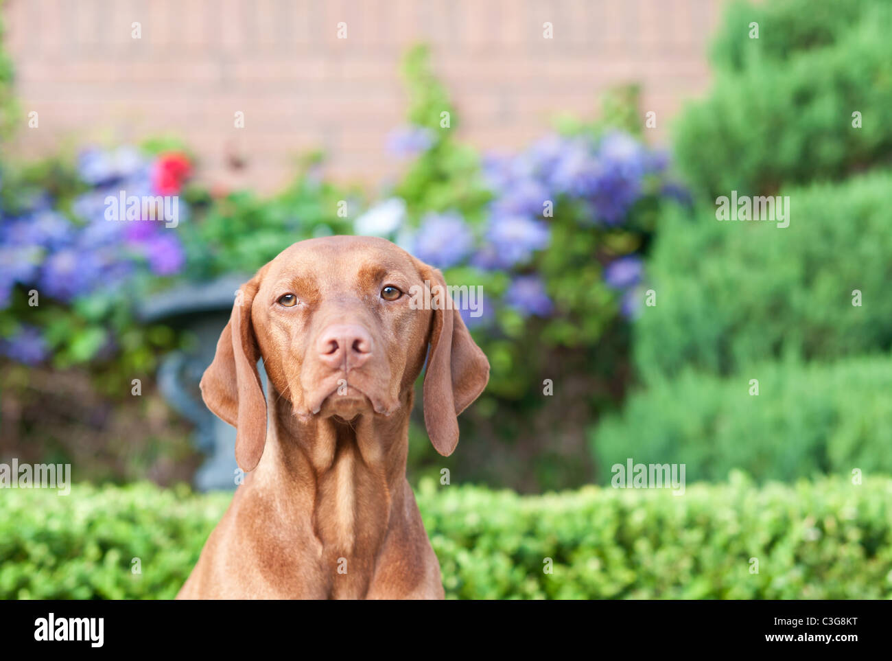 Female vizsla hi-res stock photography and images - Alamy