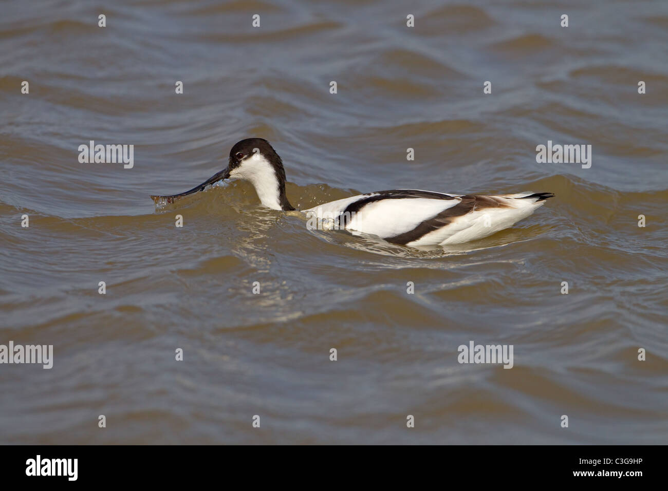 Rspb Logo High Resolution Stock Photography and Images - Alamy