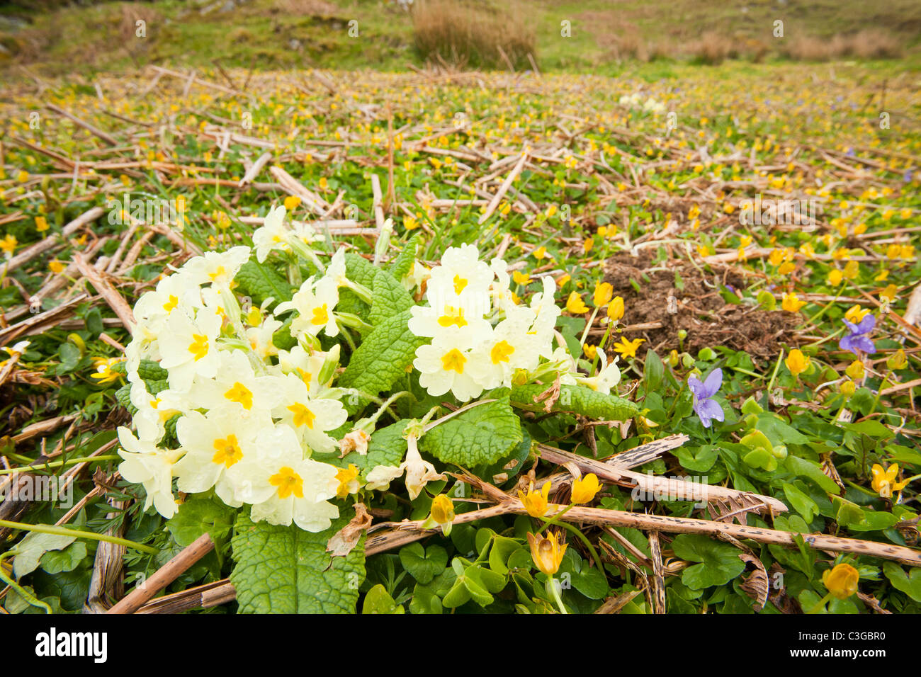 Primroses, Celandines and Violets near Crinan in Argyll, Scotland, UK ...