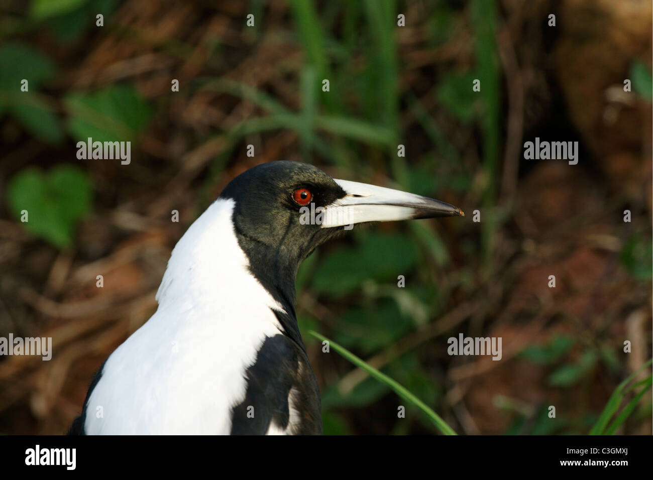 Close up portrait of a Magpie ( Gymnorhina tibicen ), Warren National ...