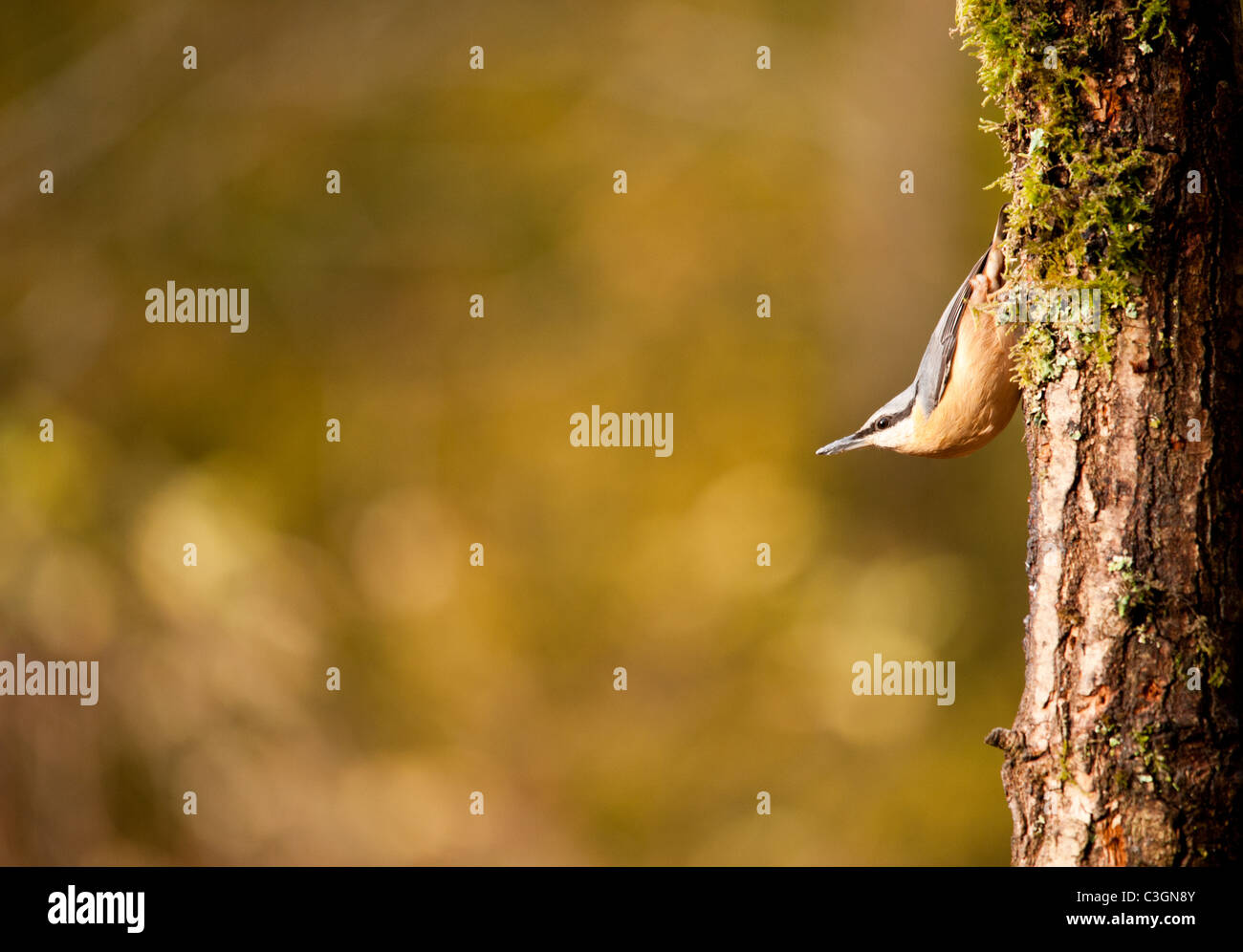 European Nuthatch (Sitta Europaea) Perching on a branch Stock Photo - Alamy