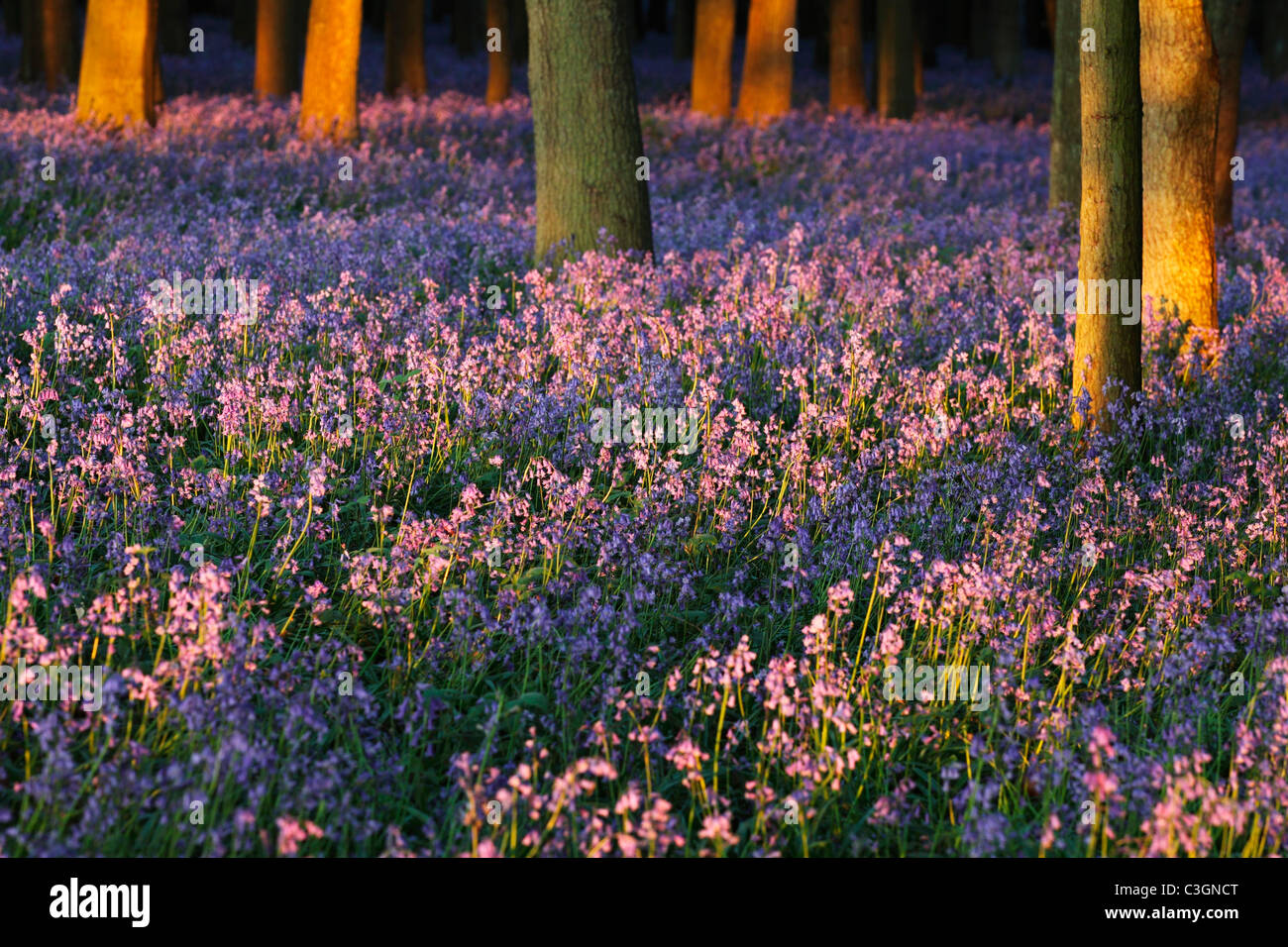 [Bluebell wood], evening sunlight casting shadows through trees ...