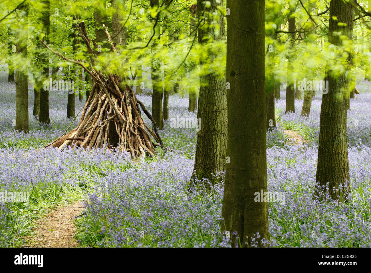 Bluebell wood, England, UK Stock Photo - Alamy