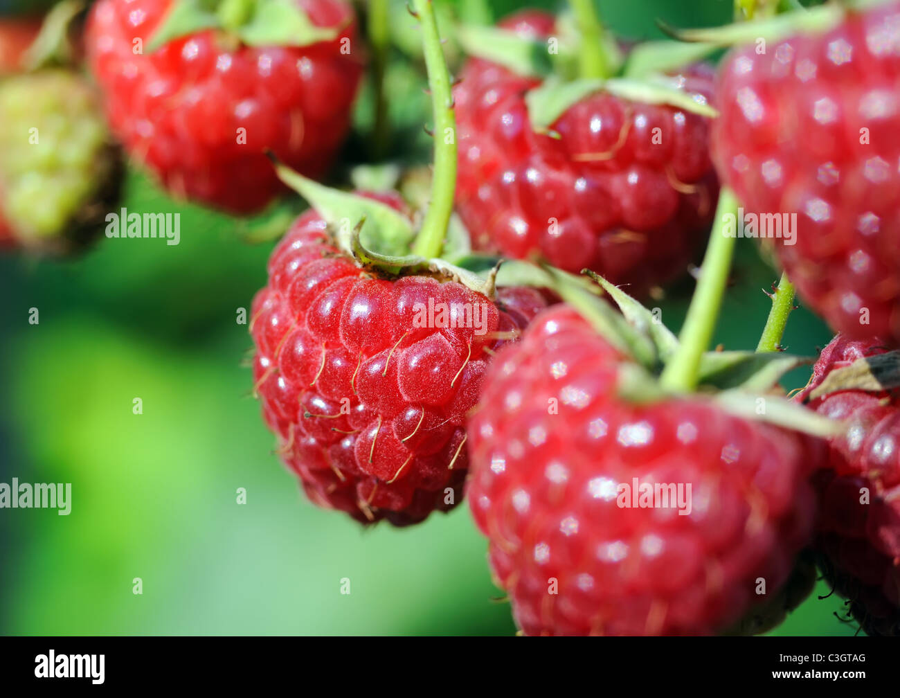 Raspberry plantation hi-res stock photography and images - Alamy