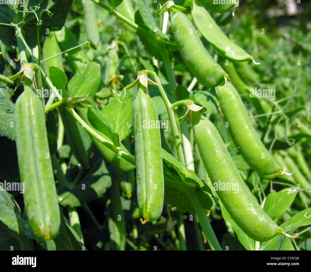 Garden pea hi-res stock photography and images - Alamy