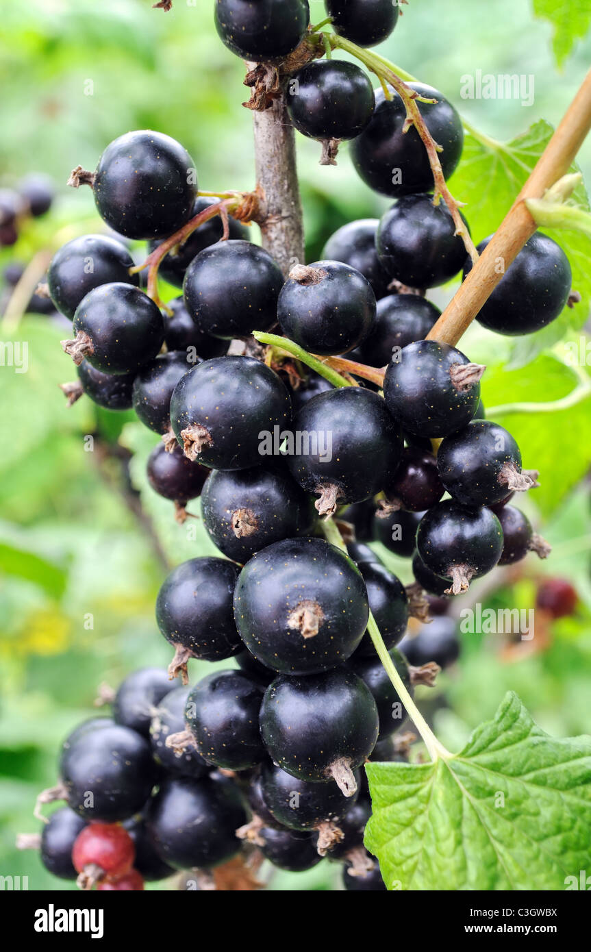 Black Currant High Resolution Stock Photography and Images - Alamy
