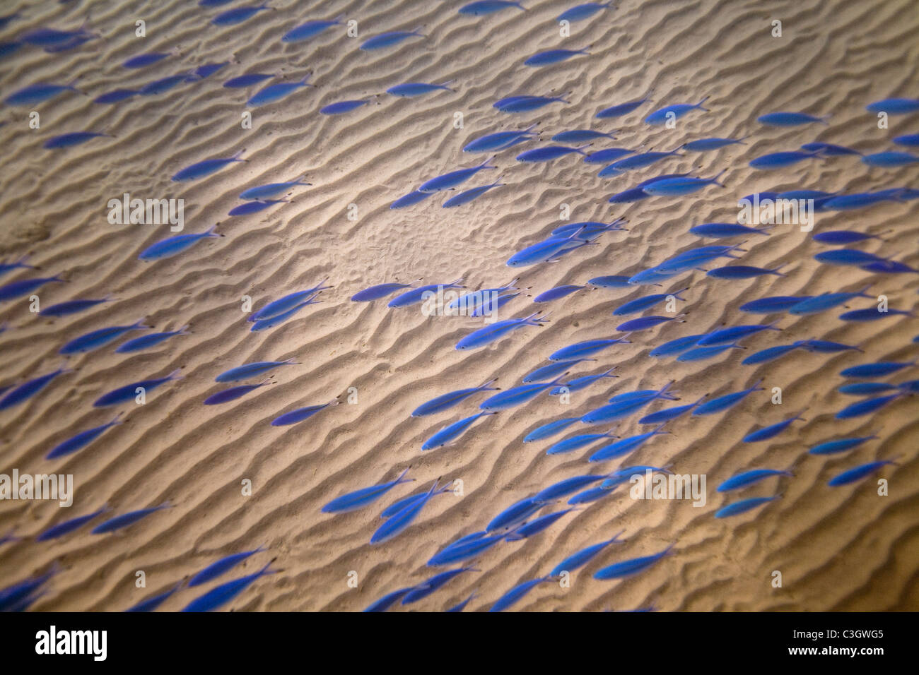 A shoal of Suez fusiliers (Caesio suevicus) swim over a sandy seabed in ...