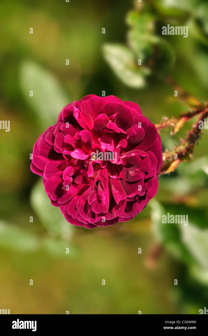 Red rose june hi-res stock photography and images - Alamy