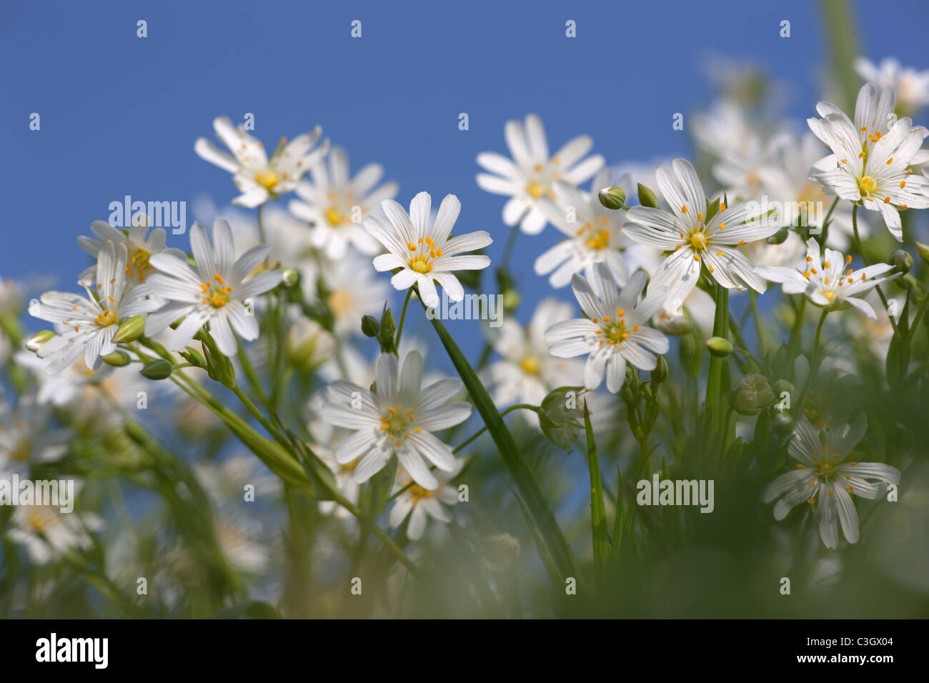 Common Stitchwort High Resolution Stock Photography and Images - Alamy