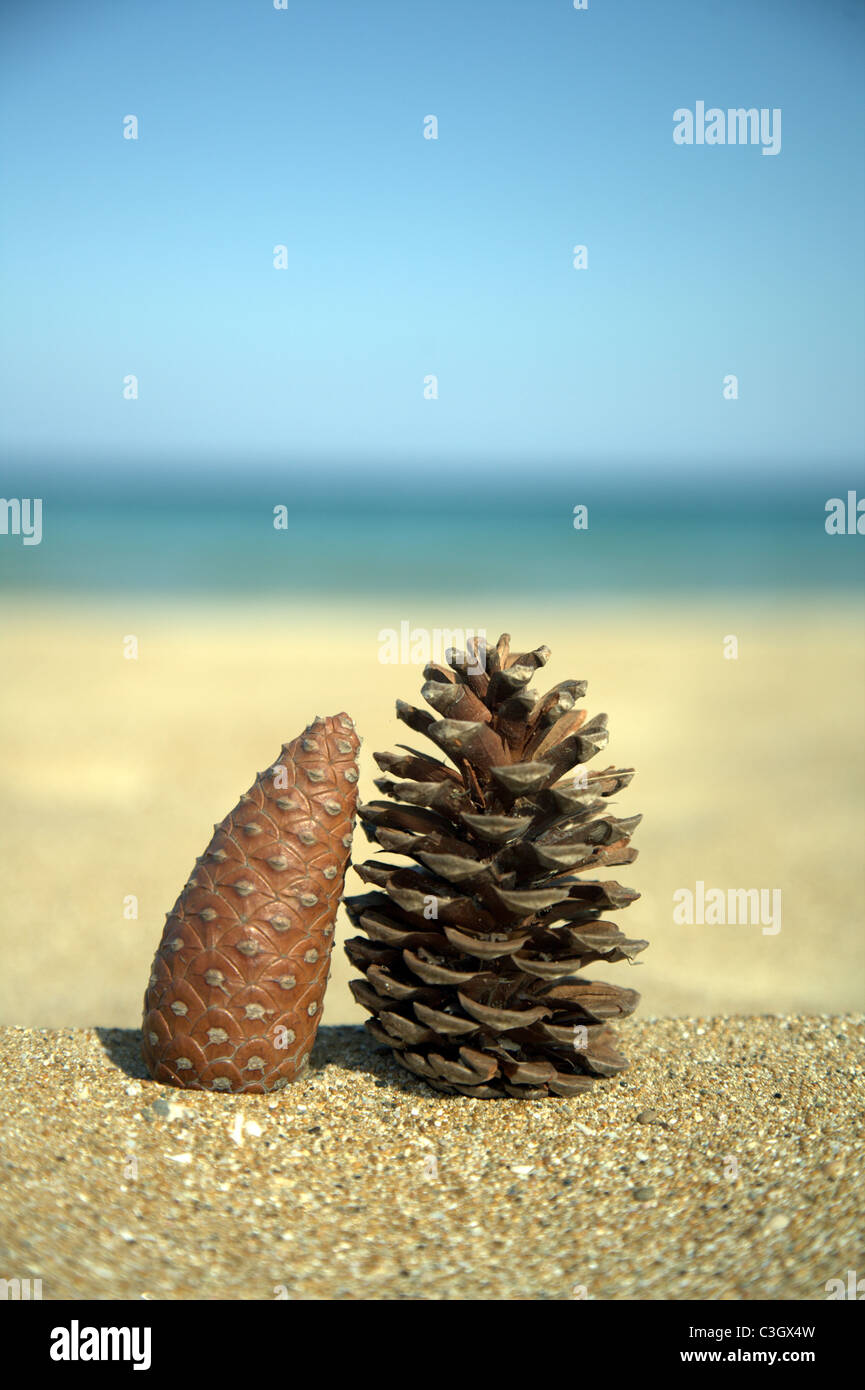 two pine cones on a beach Stock Photo - Alamy