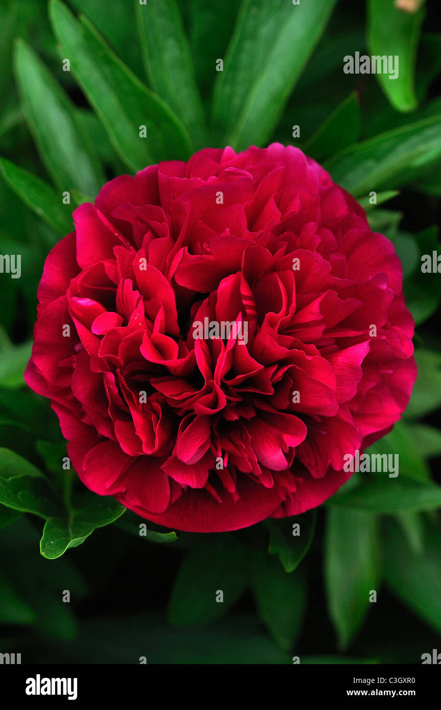A rich red flower head of a peony UK Stock Photo - Alamy