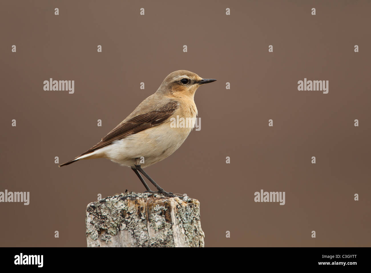 Northern wheatear hi-res stock photography and images - Alamy