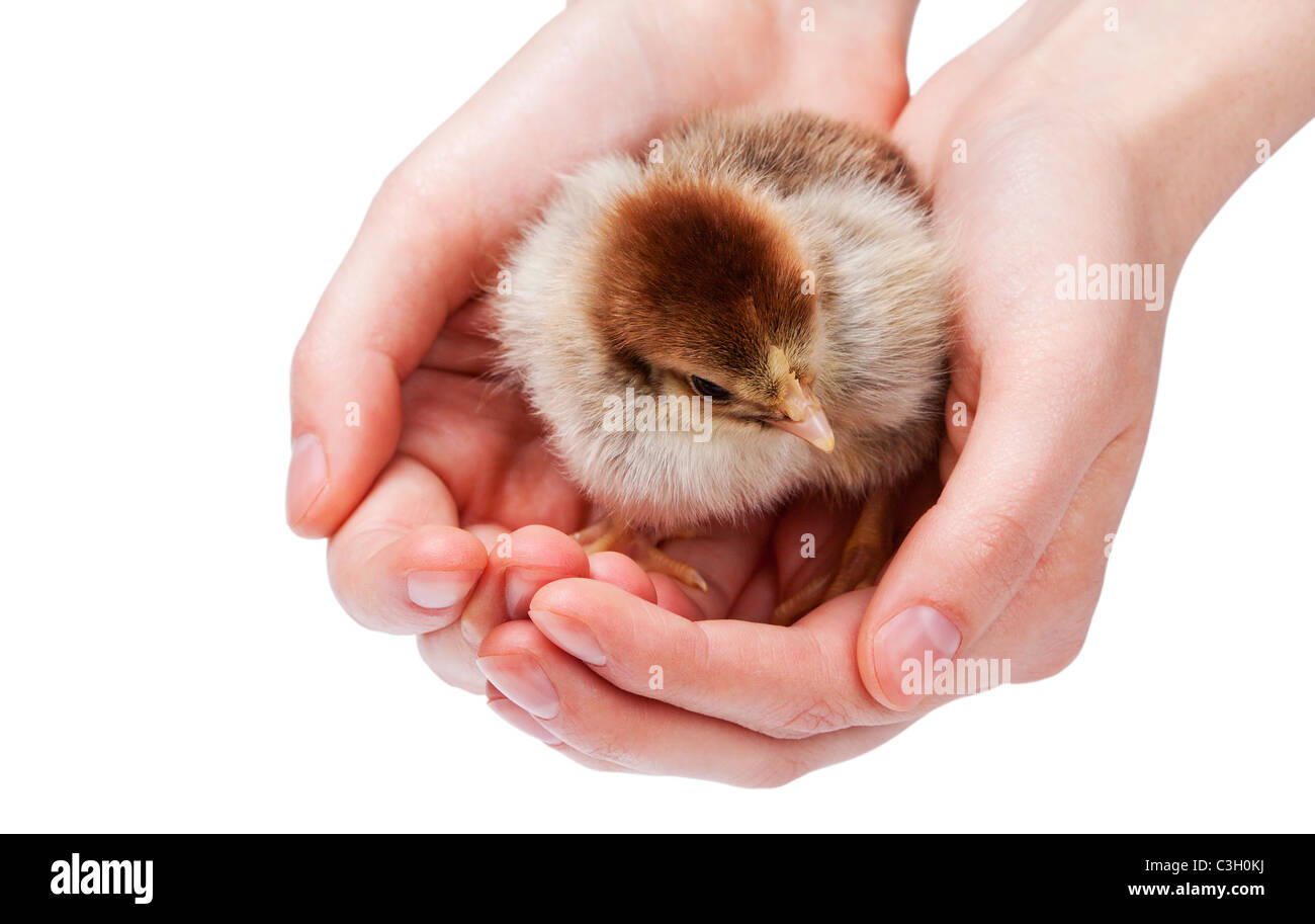 Chicken in hands of the person isolated on a white background Stock ...