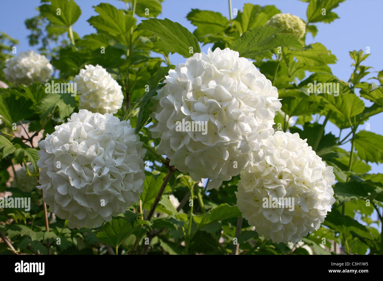 Hydrangea border hi-res stock photography and images - Alamy