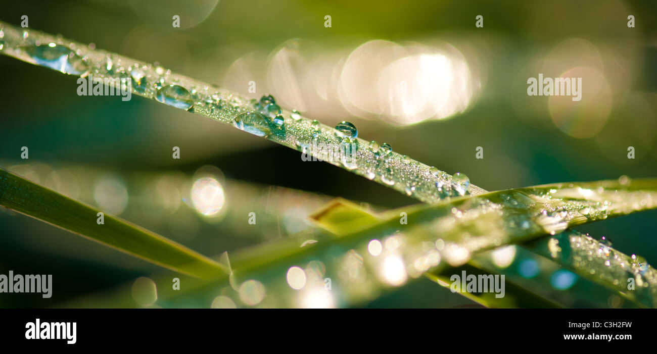 water drop shine Stock Photo - Alamy