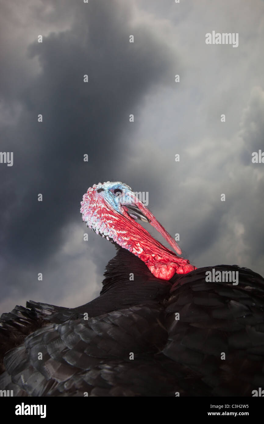 Norfolk Black Turkey Portrait Stock Photo - Alamy