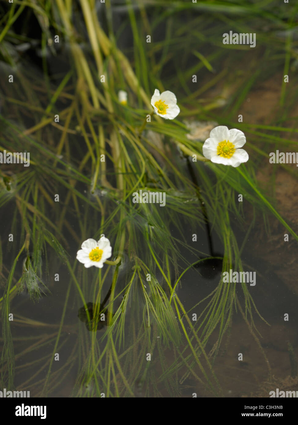 River Water-crowfoot, ranunculus fluitans Stock Photo - Alamy