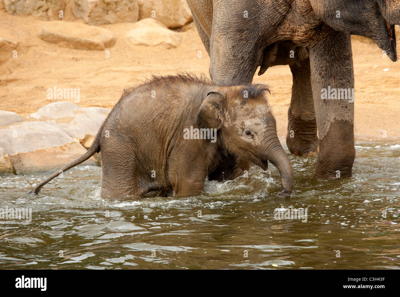 Artificial elephant hi-res stock photography and images - Alamy