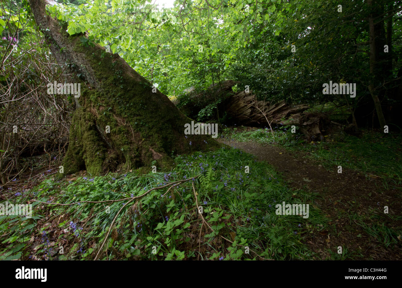 Fallen tree in a Welsh forest Stock Photo - Alamy