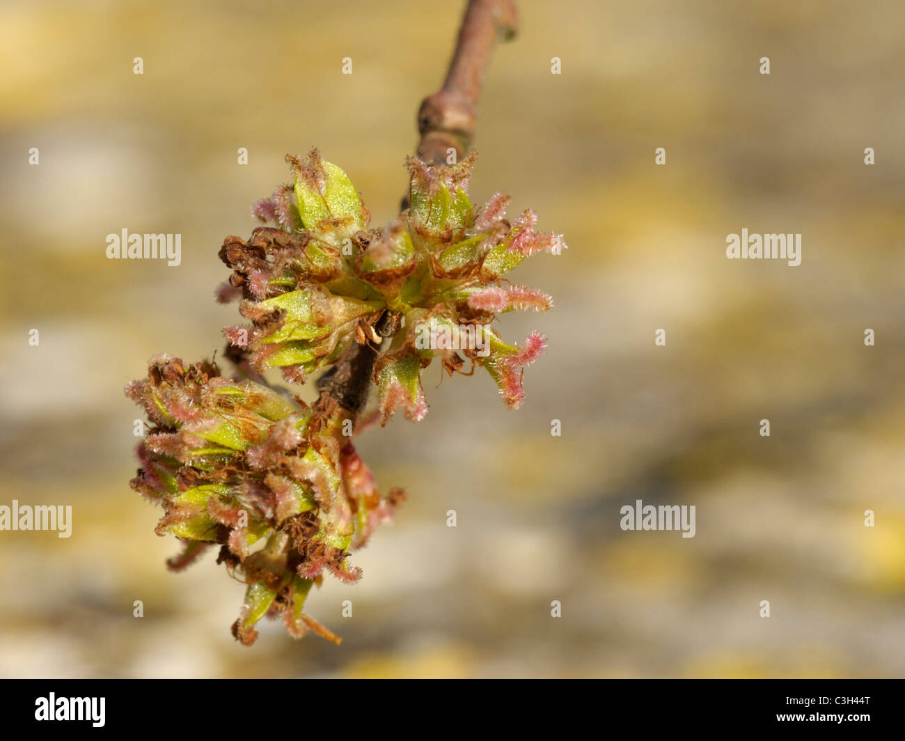 Field Elm Stock Photos & Field Elm Stock Images - Alamy