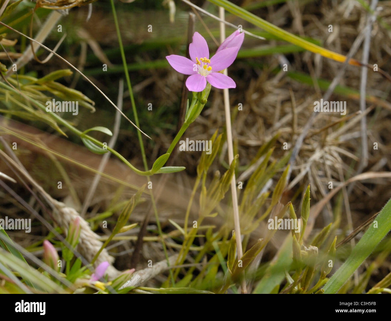 Perennial Centaury, centaurium scilloides Stock Photo - Alamy