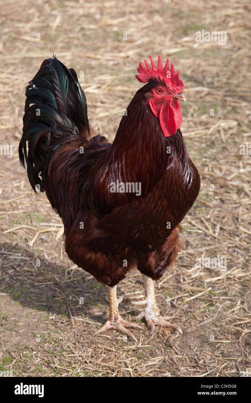 Rhode Island Red cockerel on Norfolk smallholding Stock Photo - Alamy
