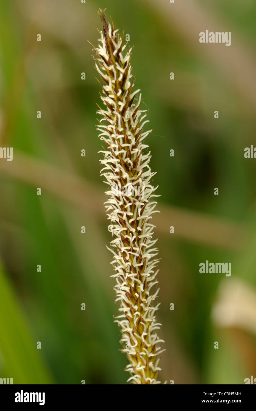 Female sedge flower hi-res stock photography and images - Alamy