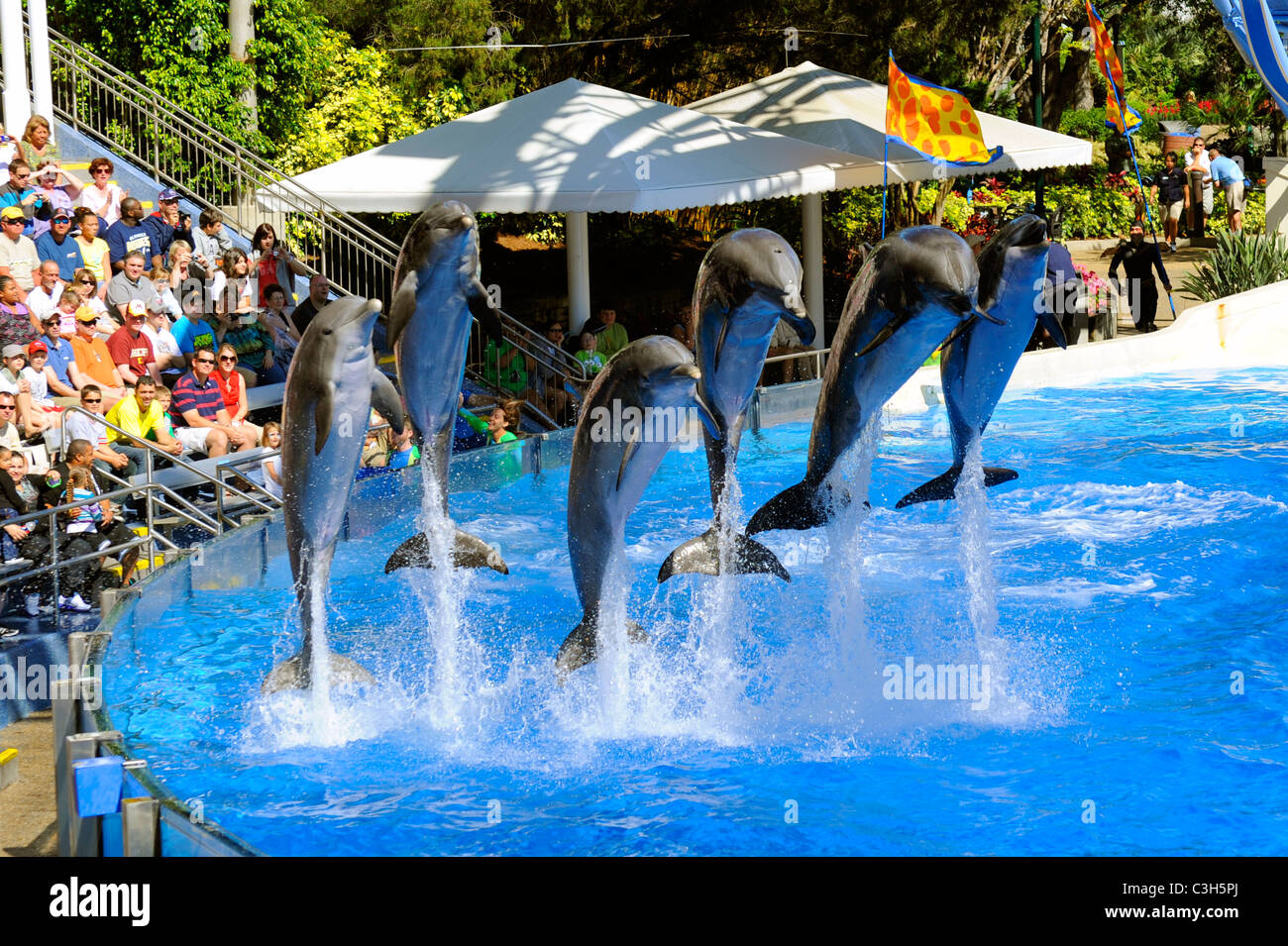 Sea World Adventure Theme Park Orlando Florida Dolphin show Stock Photo ...