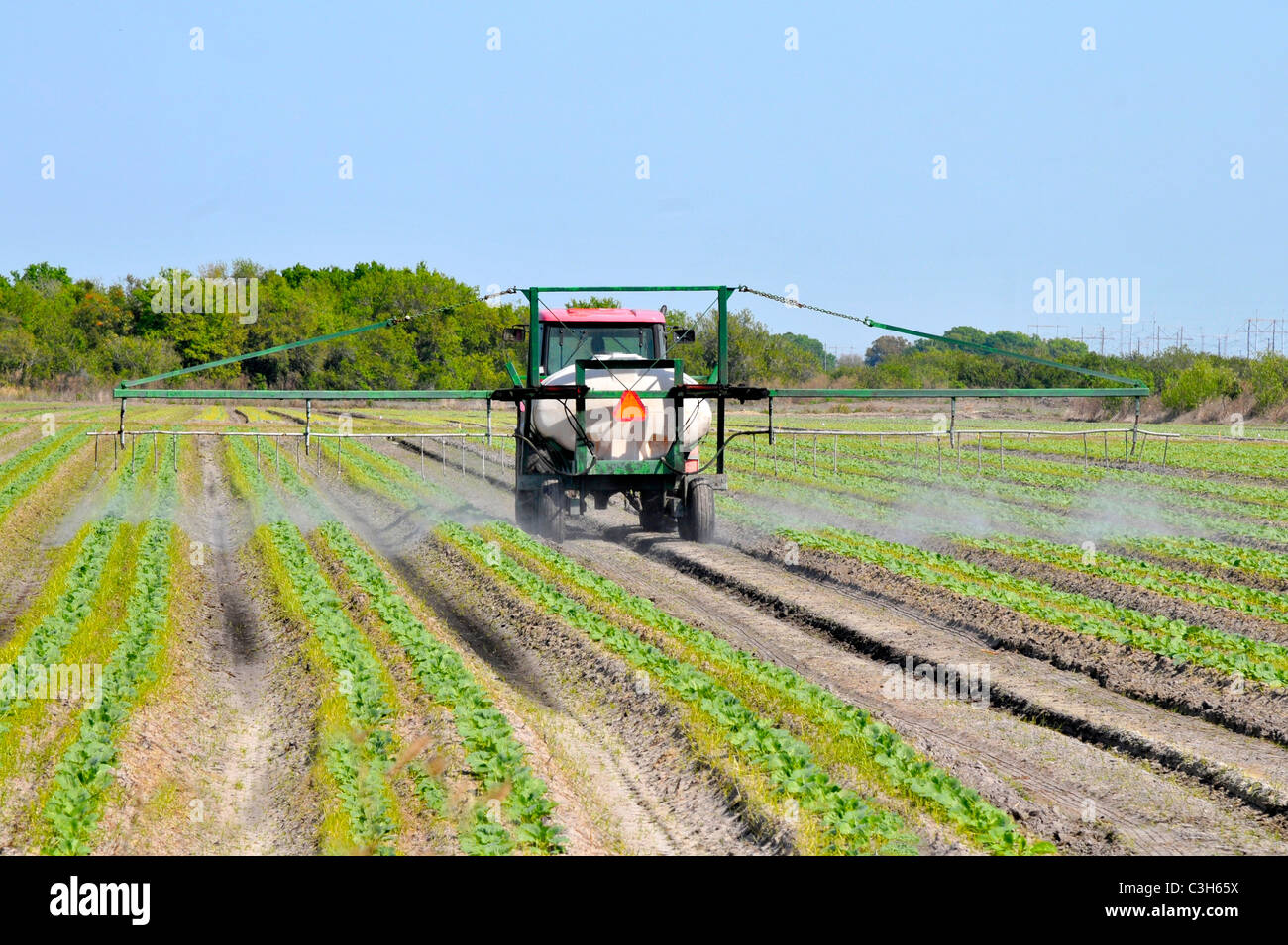 Farmer on tractor spraying pesticide fertilizer on vegetable crop Stock ...