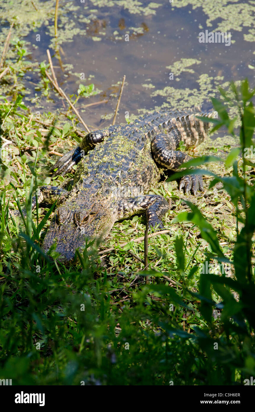 South Carolina, Charleston, Magnolia Plantation & Gardens. Audubon ...