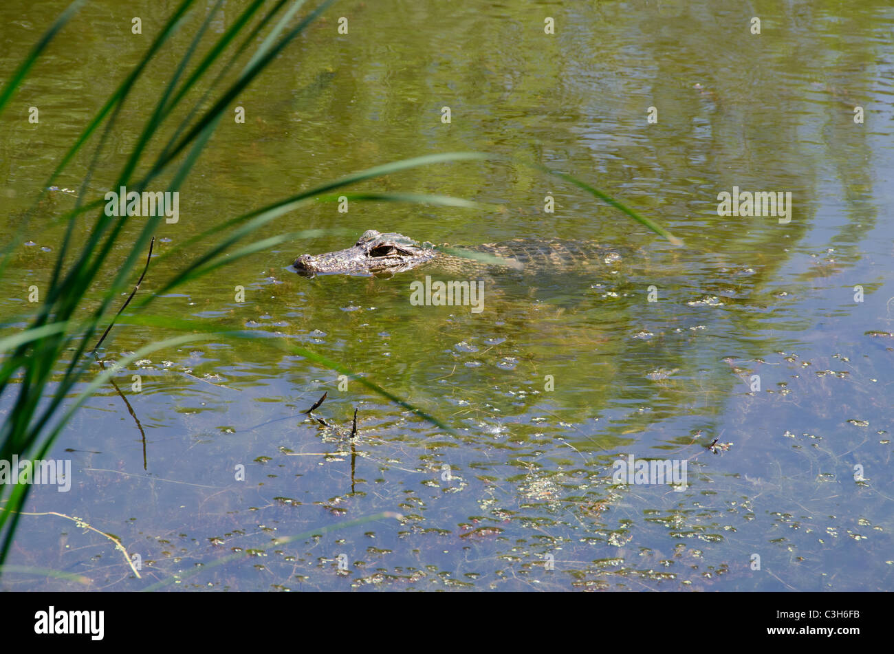 South Carolina, Charleston, Magnolia Plantation & Gardens. Audubon ...