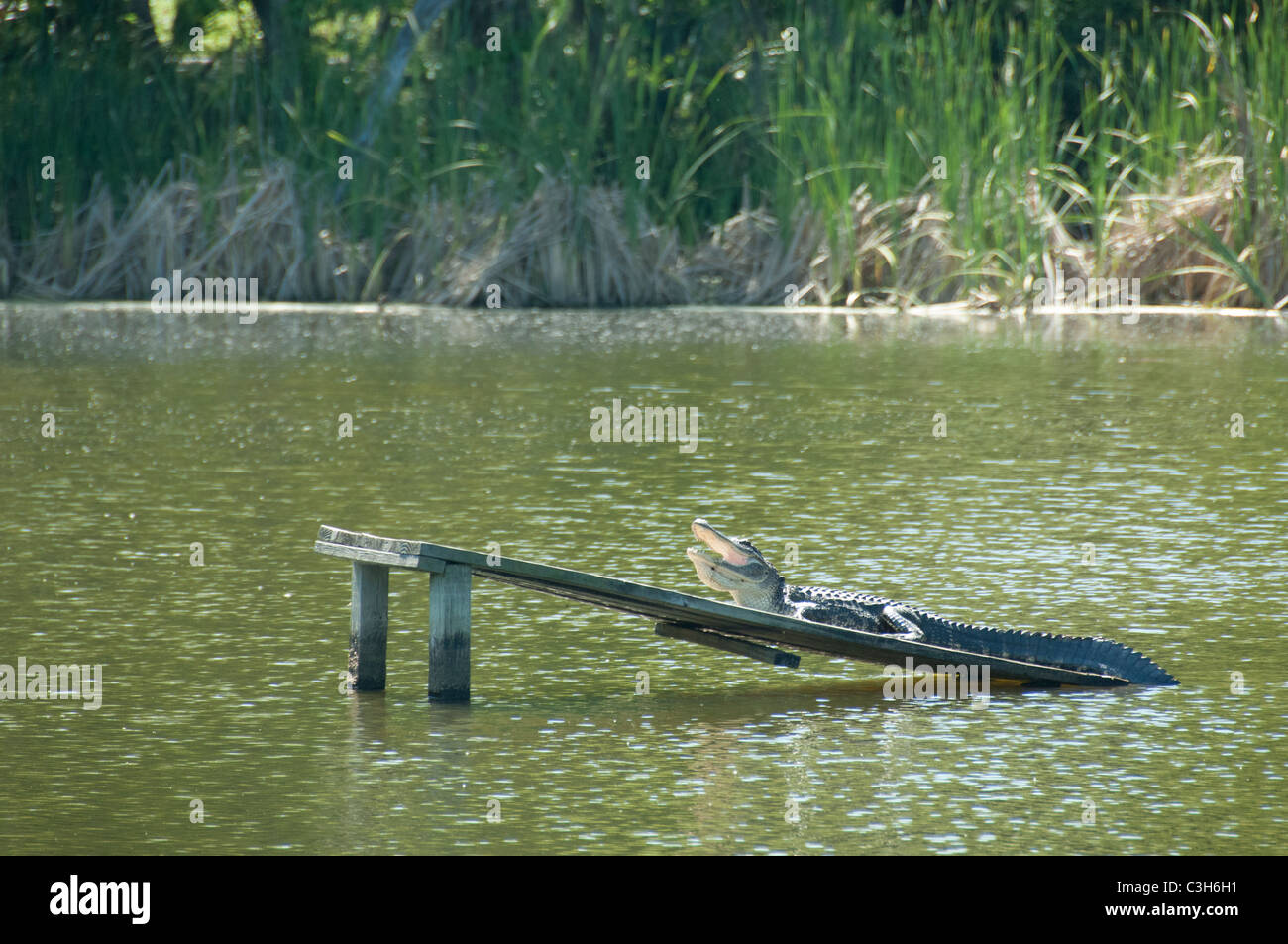 South Carolina, Charleston, Magnolia Plantation & Gardens. Audubon ...