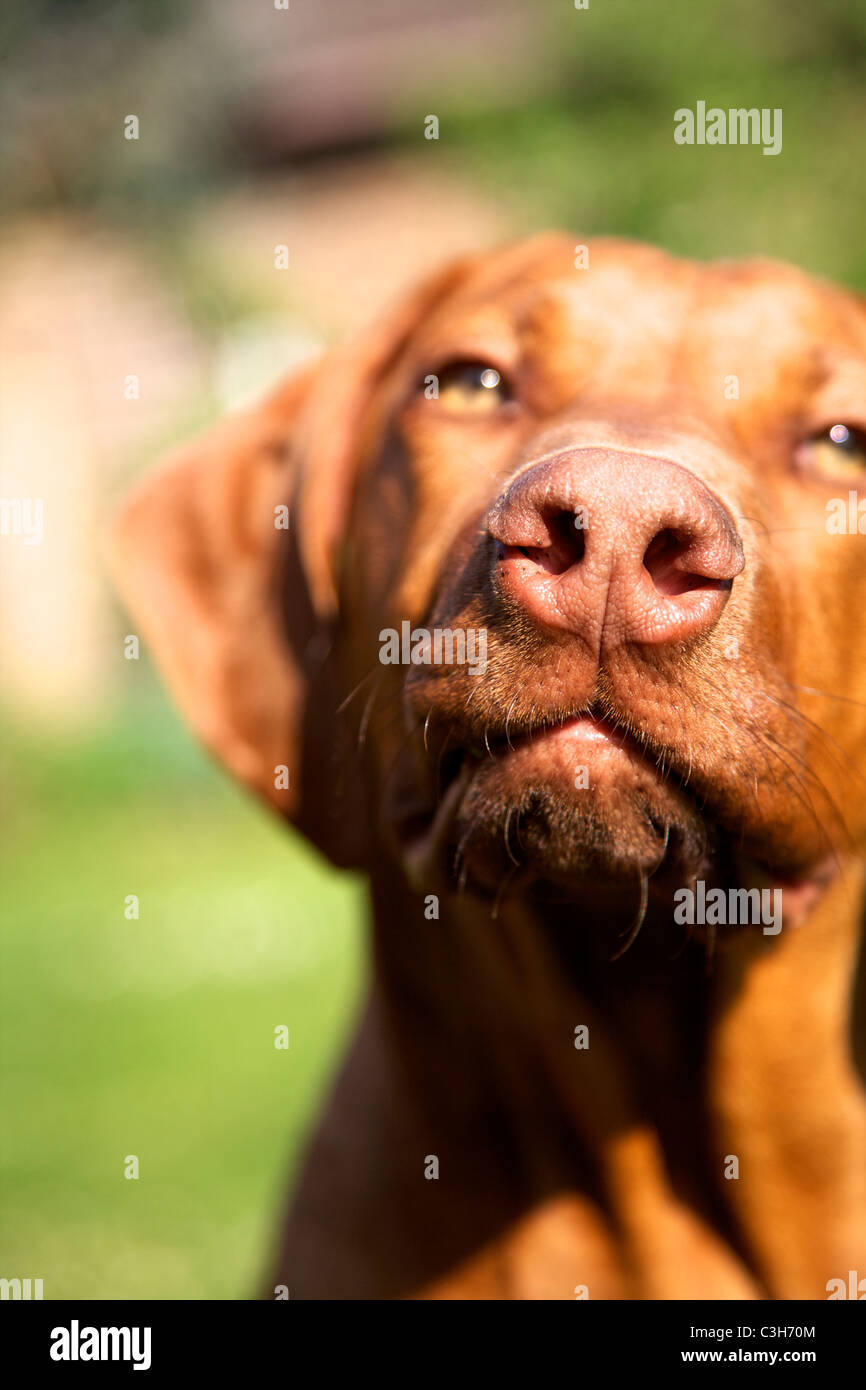 Rhodesian Ridgeback Dog Nose snout and face in portrait Stock Photo - Alamy