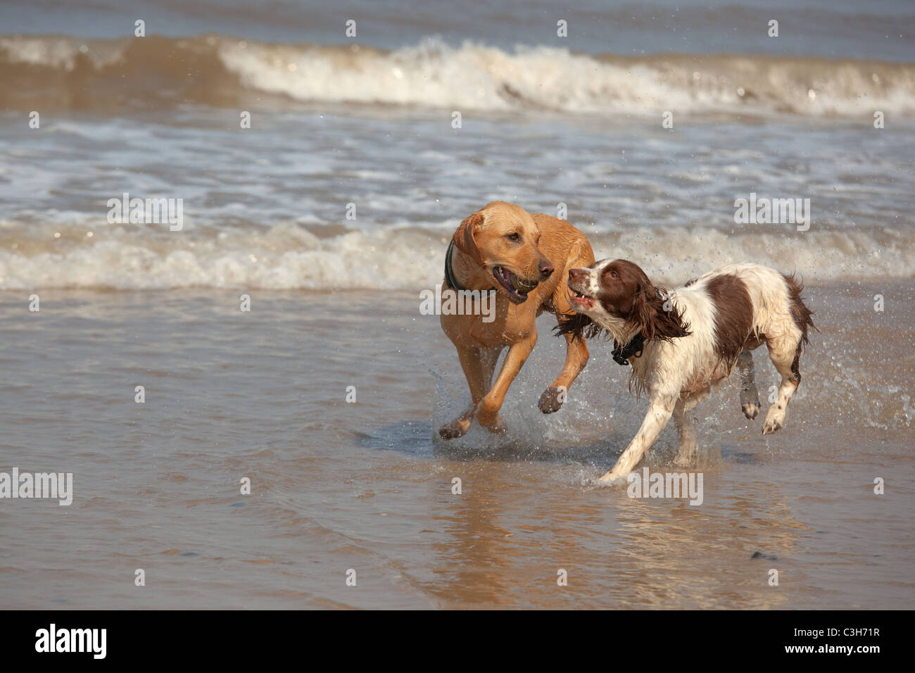 Yellow Labrador and Springer Spaniel playing on beach Stock Photo - Alamy