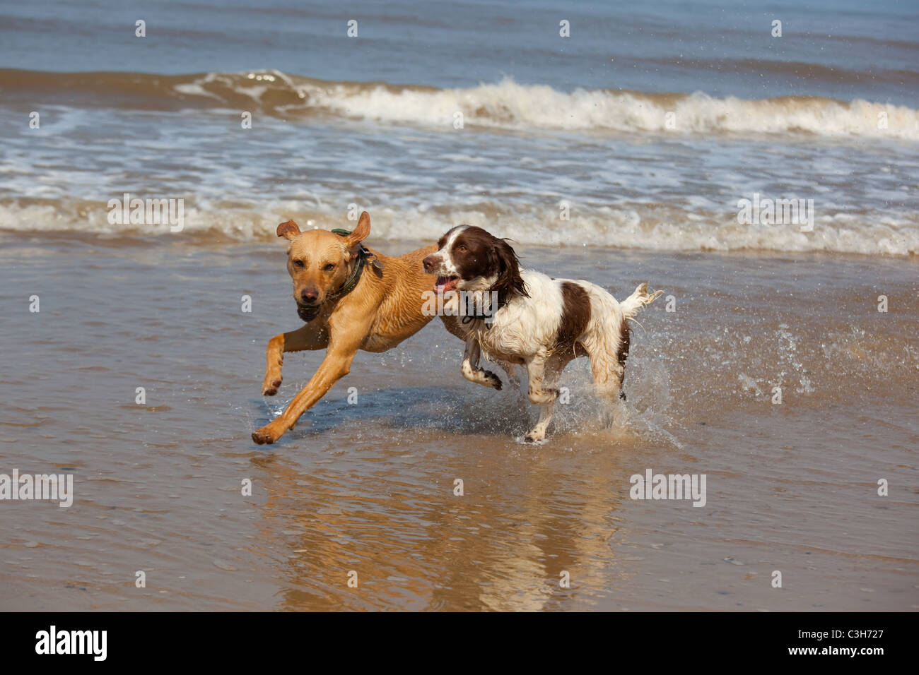 Yellow Labrador and Springer Spaniel playing on beach Stock Photo - Alamy