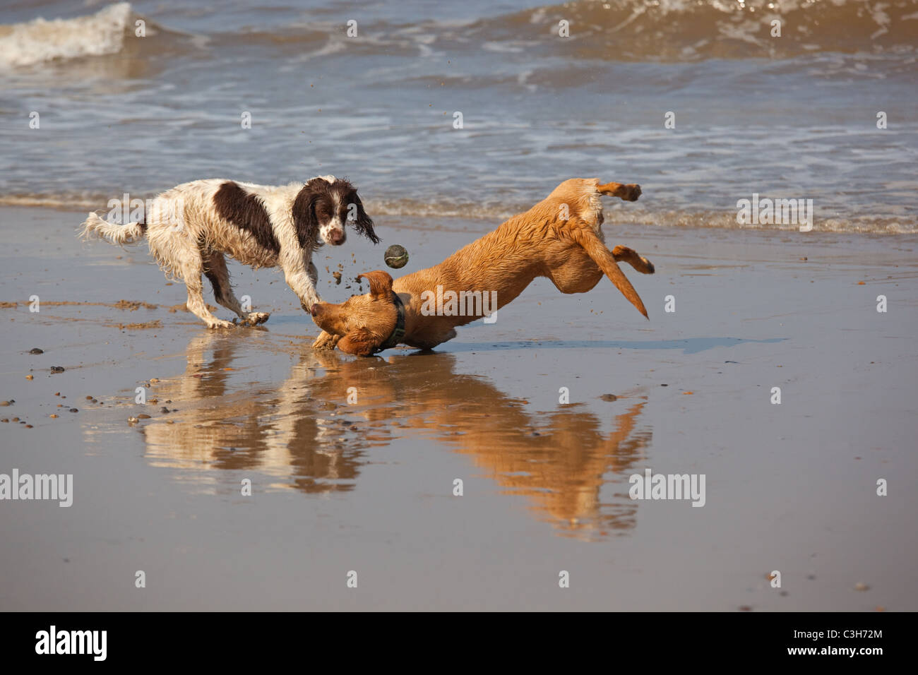 Yellow Labrador and Springer Spaniel playing on beach Stock Photo - Alamy