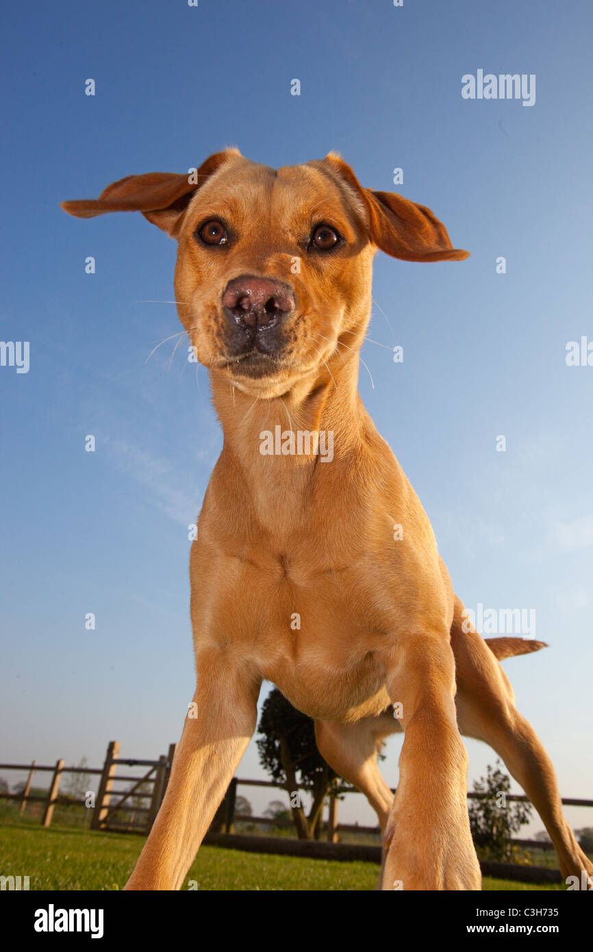 Yellow Labrador portrait Stock Photo - Alamy