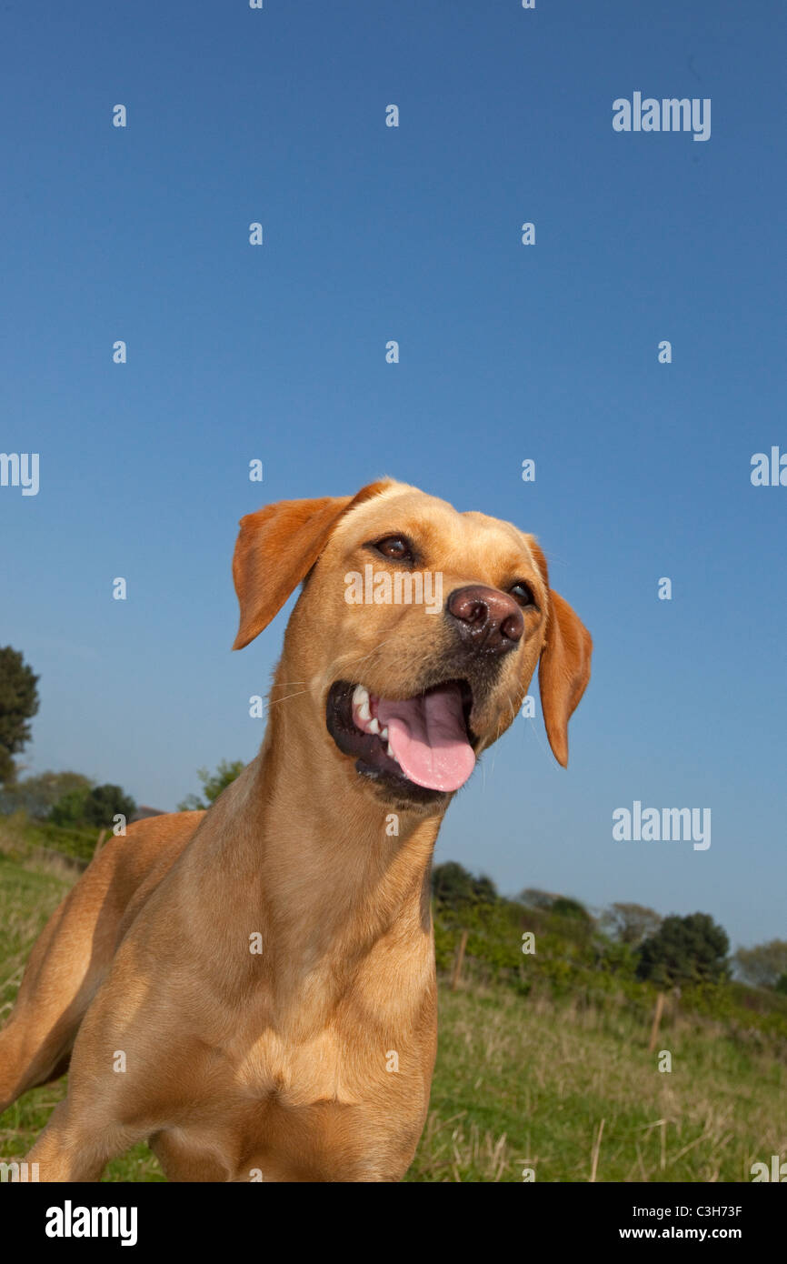 Yellow Labrador portrait Stock Photo - Alamy