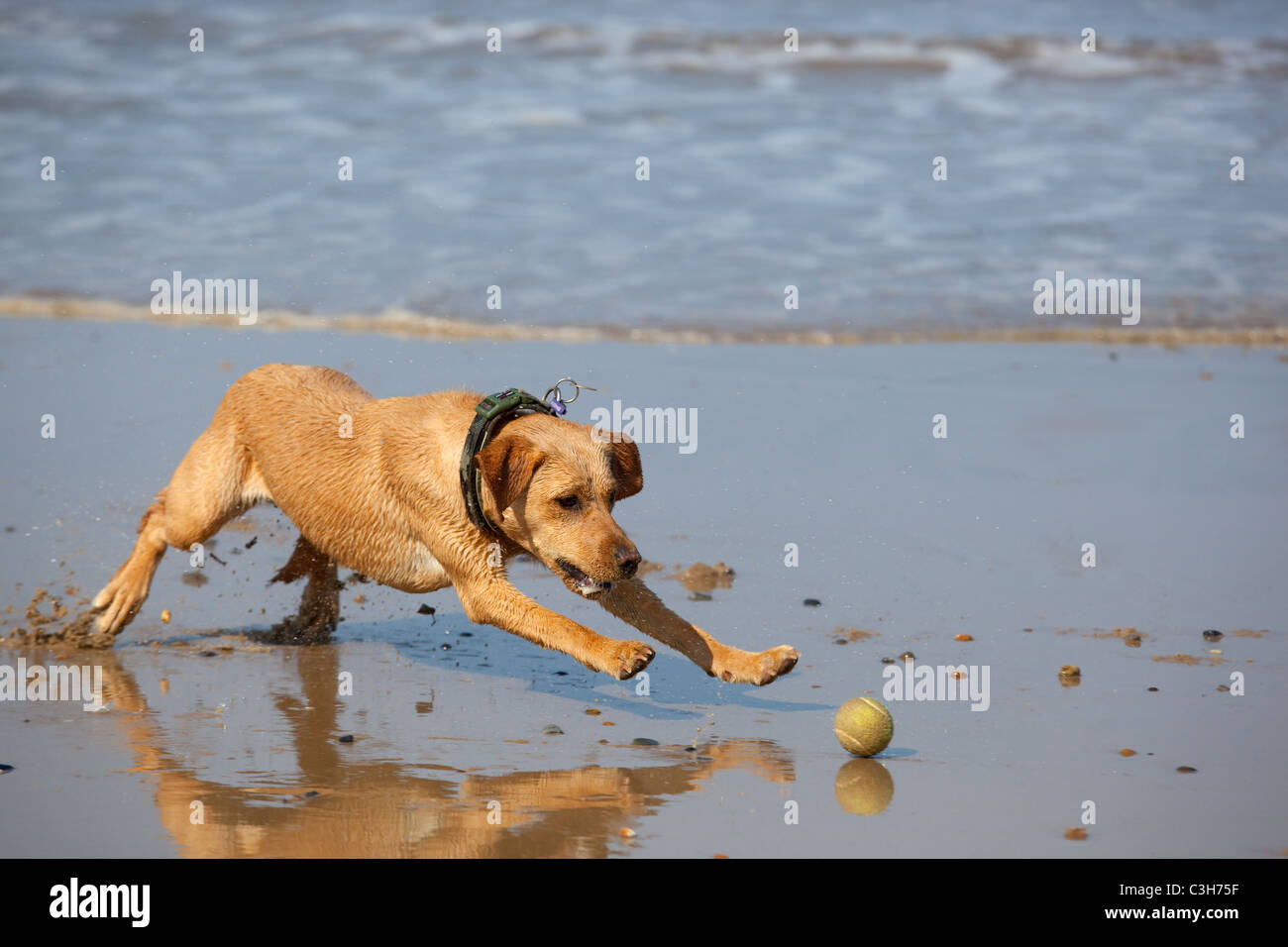 Yellow Labrador playing with ball Stock Photo - Alamy