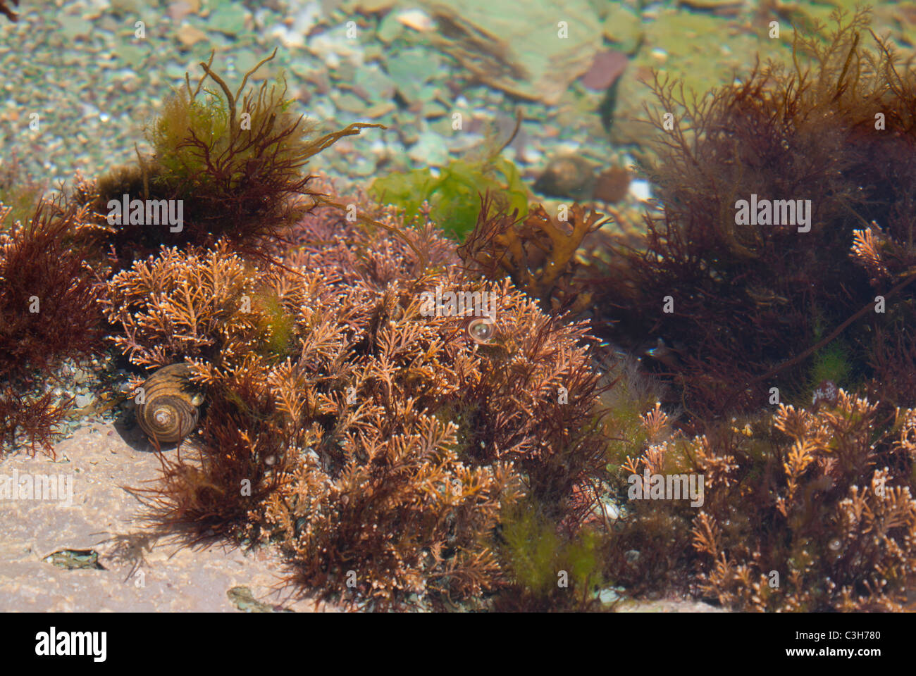 Sea creatures rock pool uk hi-res stock photography and images - Alamy