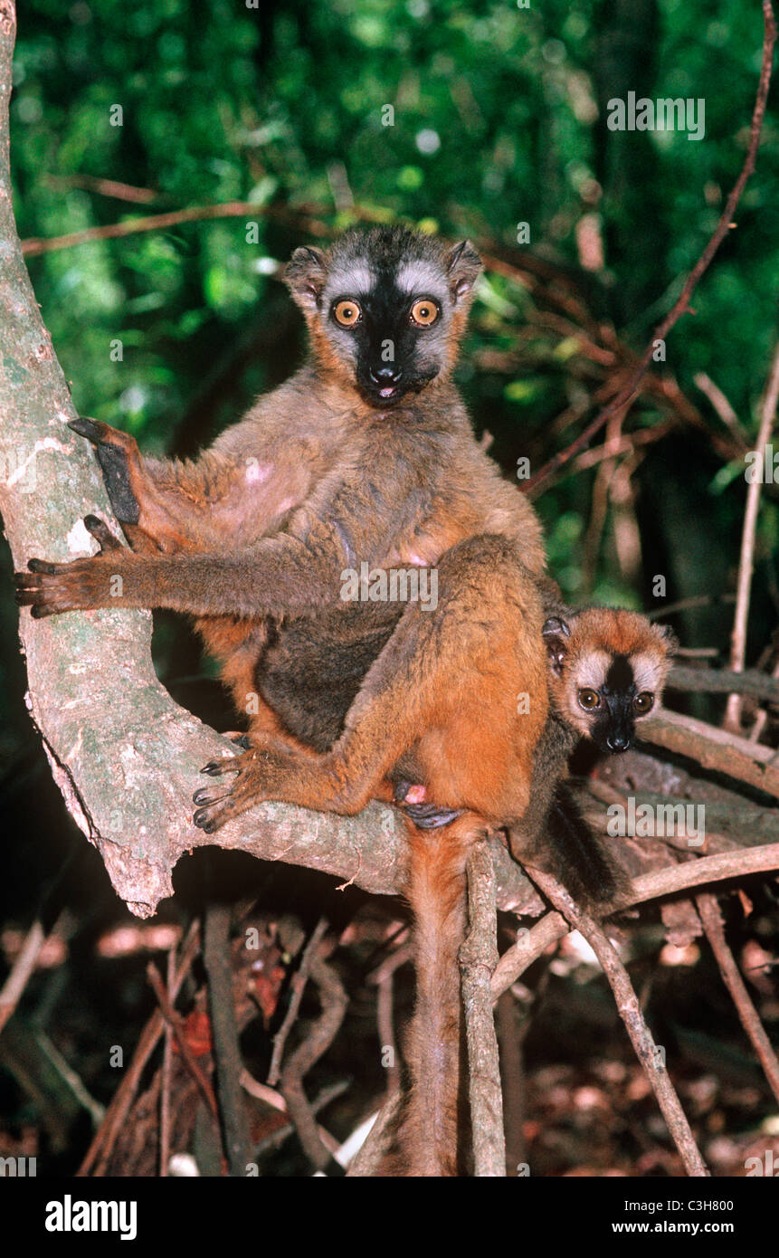 Baby red fronted lemur hi-res stock photography and images - Alamy