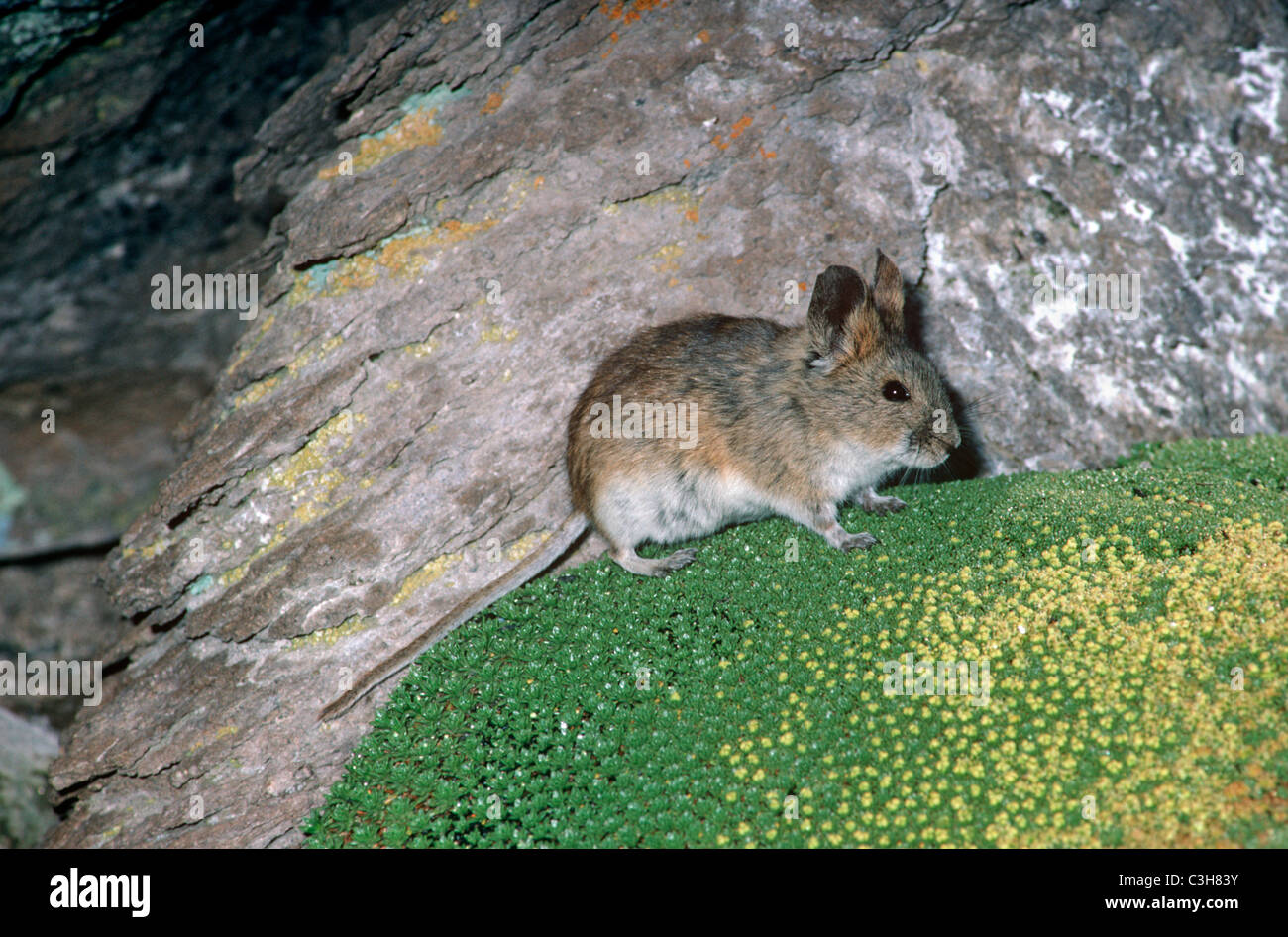 Bolivian Big-eared Mouse (Auliscomys boliviensis) foraging in daytime ...