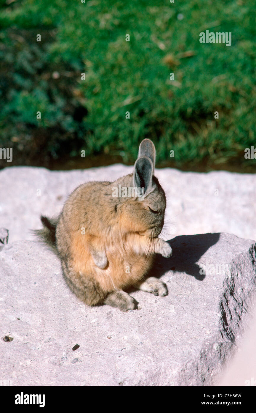 Vizcacha hi-res stock photography and images - Alamy