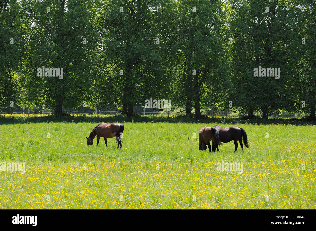 Horses on a meadow with green flowers Stock Photo - Alamy