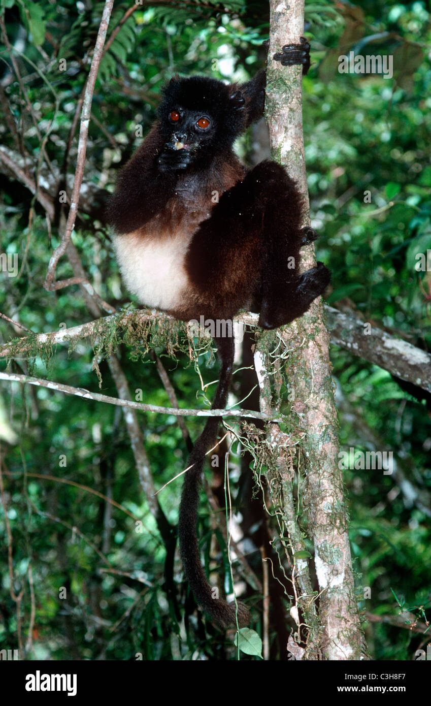 Milne-Edwards' diademed sifaka lemur (Propithecus diadema edwardsi ...