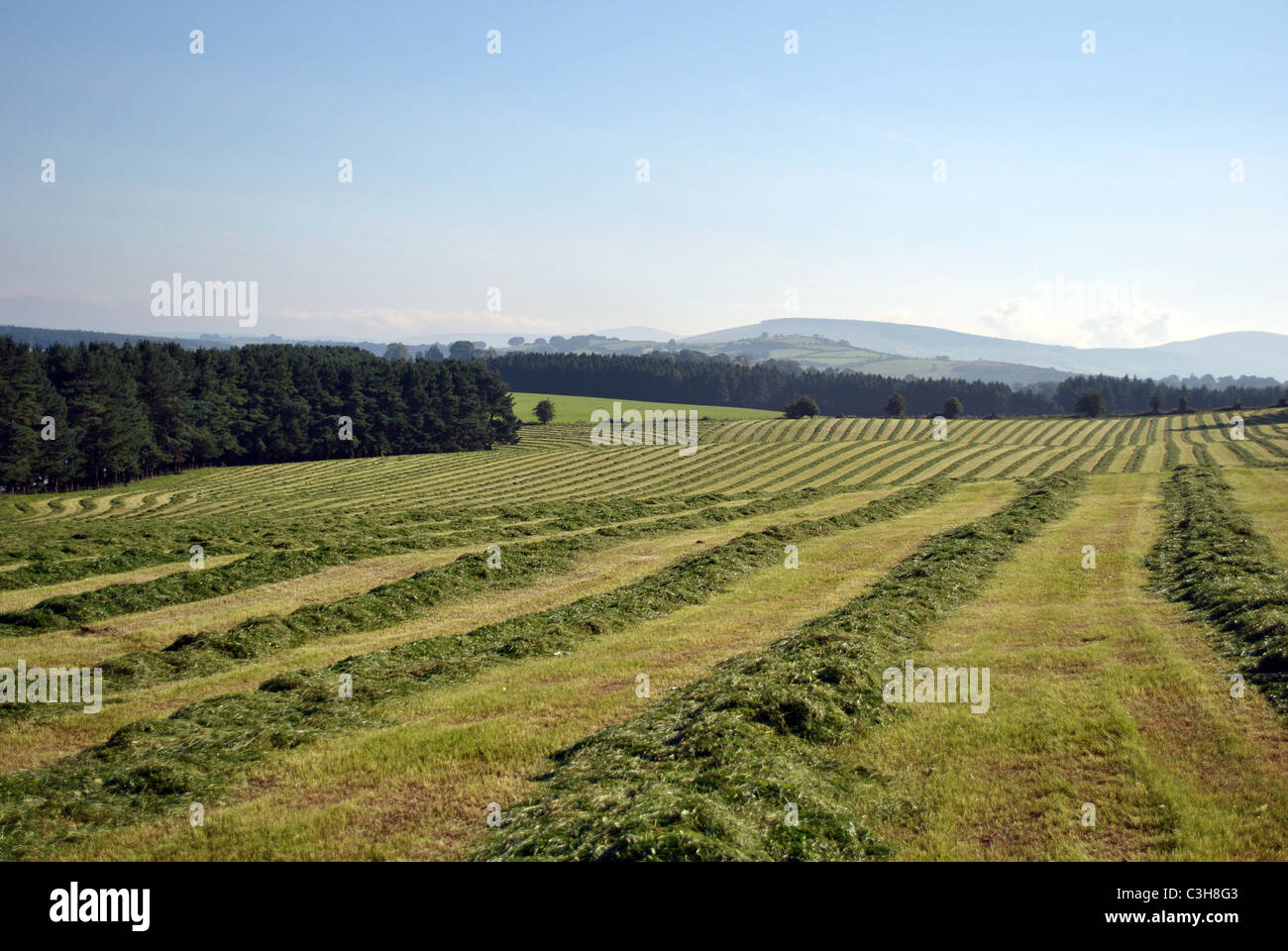 Hay making hi-res stock photography and images - Alamy