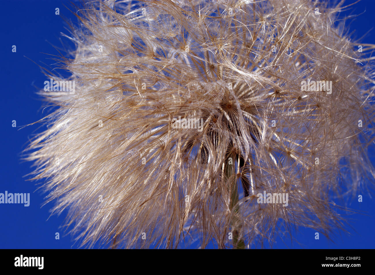 DANDELION CLOCK FLOWER HEAD Stock Photo - Alamy
